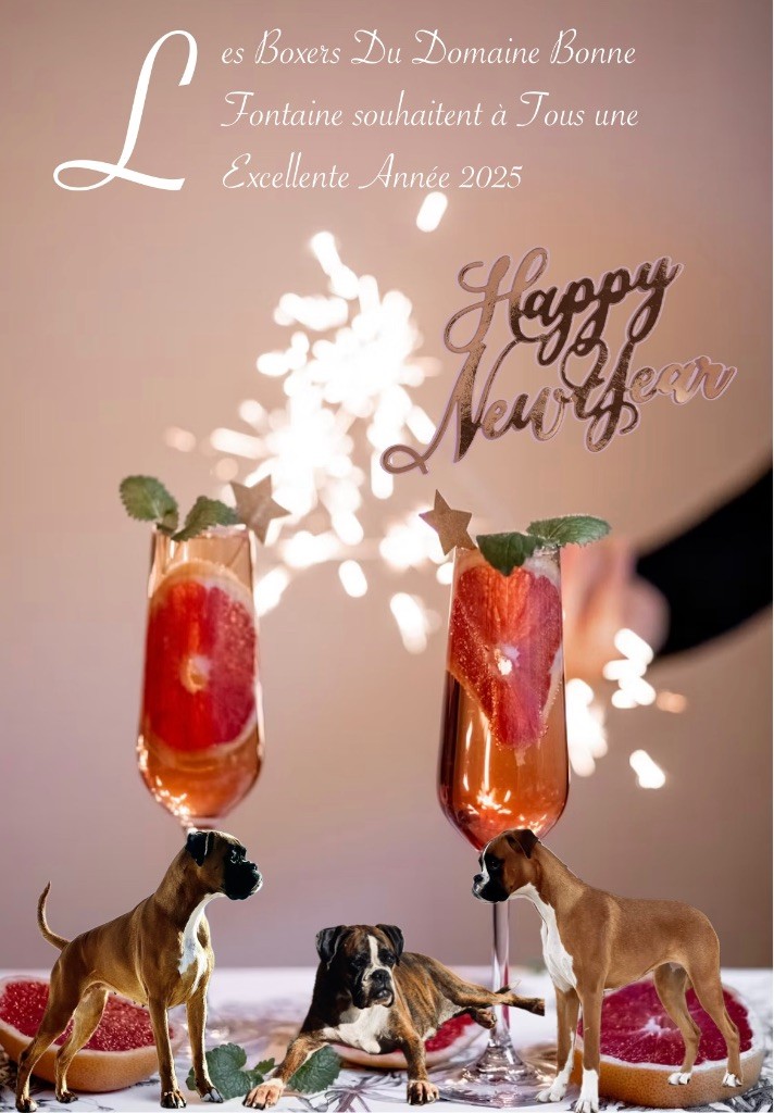 Accueil - Elevage Du Domaine Bonne Fontaine - Eleveur de race Boxer